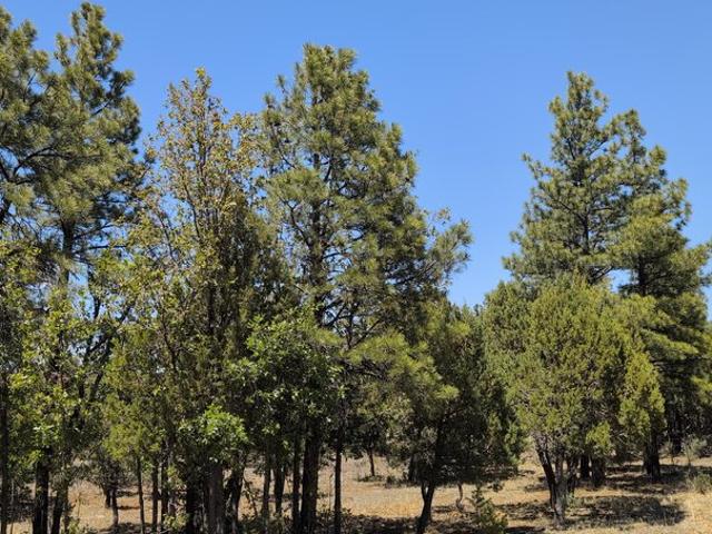 2869 Roundup Cir Lot 252, Happy Jack, AZ 86024