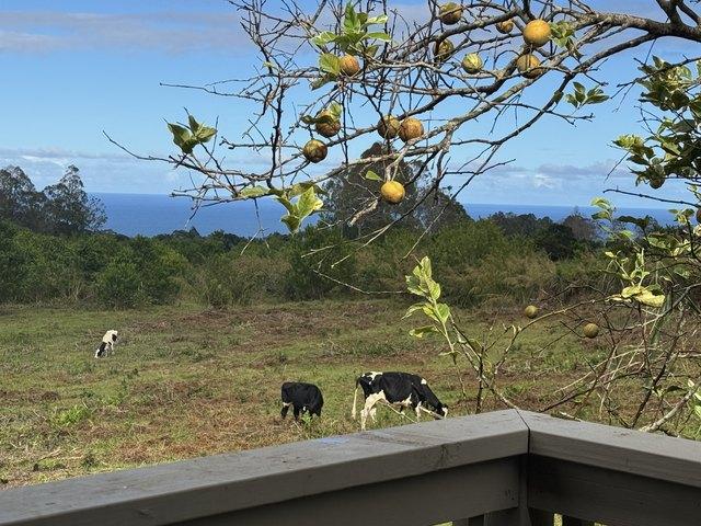 28 646 Kaupakuea Homestead Rd, Pepeekeo, HI 96783