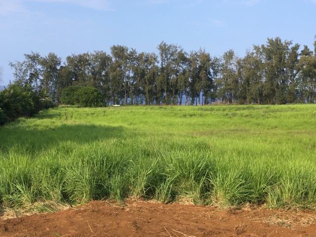 28 3280 Lot 14 Beach Rd, Pepeekeo, HI 96783 | MLS #726957 | Compass