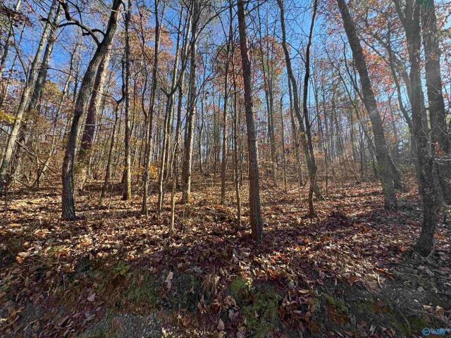 28 Acres County Road 917