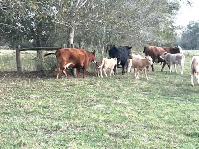 28 Acres Shaws Bend Road