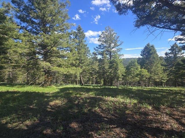 28 Muskrat Rd, Helmville, MT 59843
