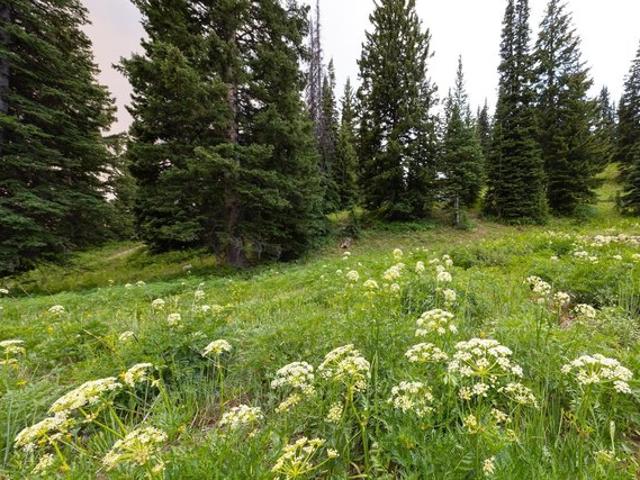 290 7th St, Crested Butte, CO 81224