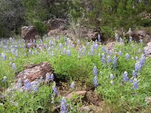 295 Cedar Trl, Fredericksburg, TX 76856 MLS 91197
