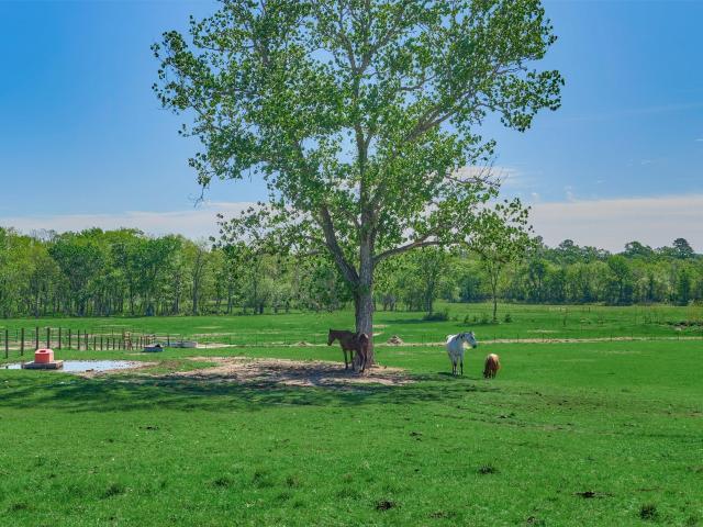 2960 N Mt Mariah Rd, Montgomery, TX 77356 | MLS #60751 | Compass