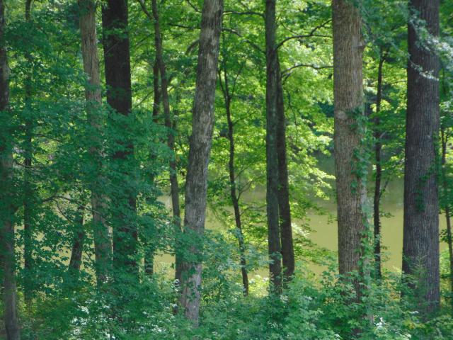 2997 Beech Creek Loop