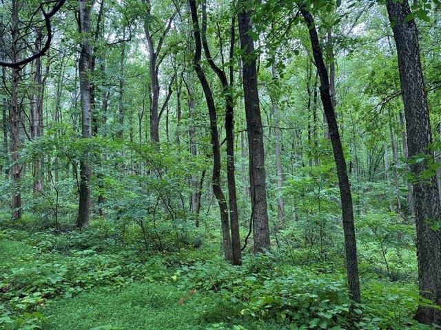 2990 Pendleton Rd, Mineral, VA 23117