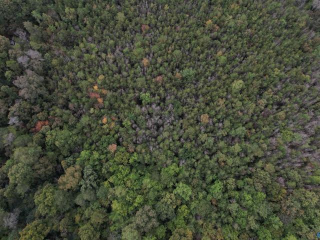 29.57 Ac County Road 155