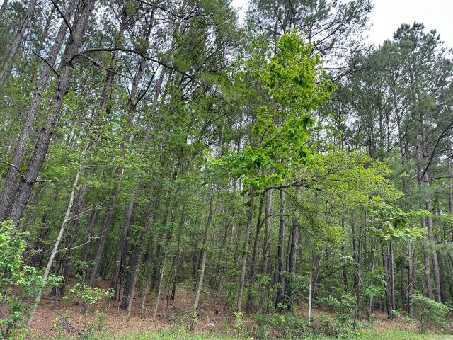 2 Mallard Rd, Summerville, SC 29483 | MLS #25020