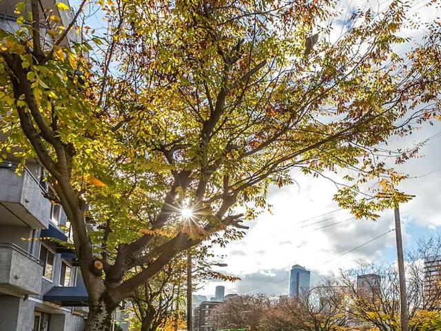 2 Bedroom Apartment for Rent at 1718 Melrose Ave #112, Seattle, WA 98122 Broadway