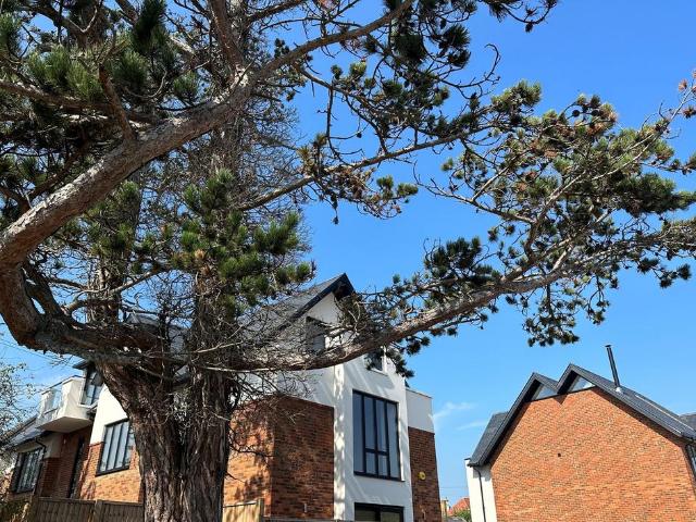 2 bedroom flat to rent