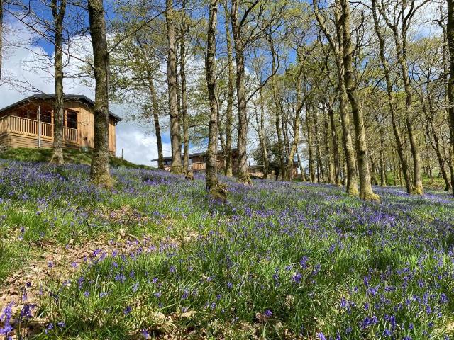 2 bedroom lodge for sale