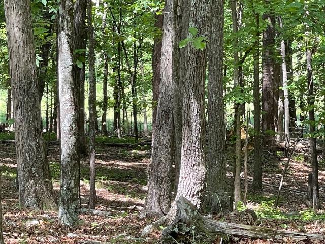 2 3 Chalcrest Way, Cave Spring, GA 30124 | MLS #430191