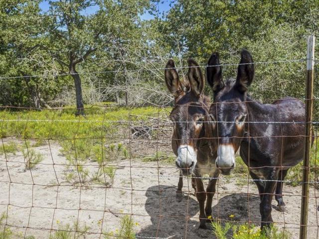 300 Moss Oak Dr, Somerville, TX 77879