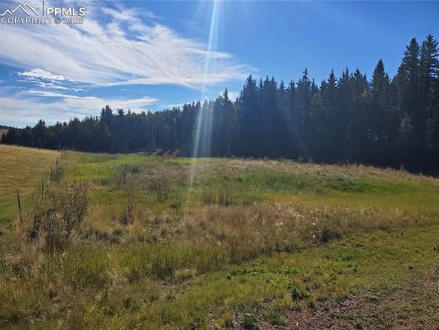 309 Pinaceae Heights