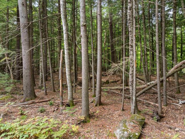 30 D Forest Pond Road