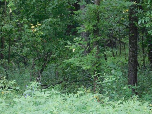 3100 County Road 2370, Moberly, MO 65270