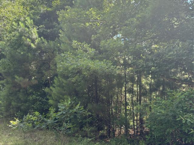 3133 County Road 4525