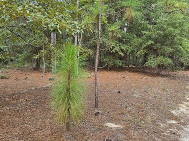 317R J Johnson Rd, Allendale, SC 29810