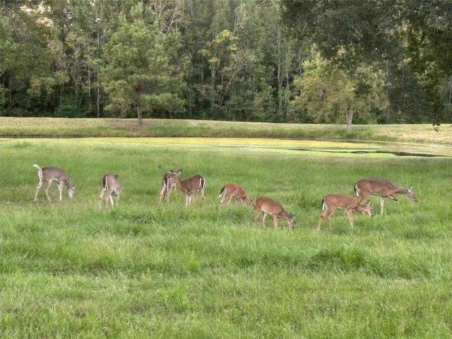 3270 County Road 2285, Cleveland, TX 77327