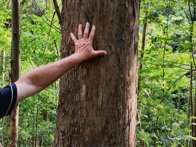 343 hactares, parte c/ Eucalipto e pinus