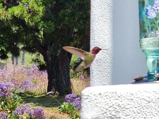 3459 Manchester Ave 1 Bedroom Apartment for Rent at 3459 Manchester Ave, Encinitas, CA 92007 Encinitas