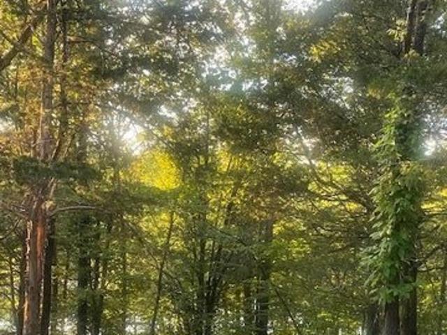34 Acre Buckeye Hills Rd, Falmouth, KY 41040