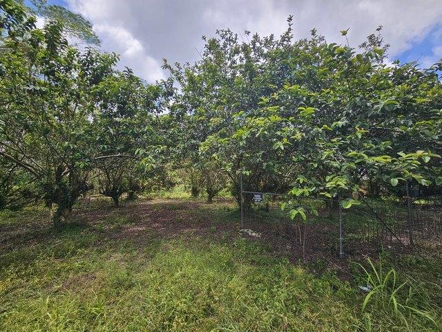 34th Ave, Kurtistown, HI 96760