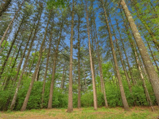 350 Blue Spruce Lane