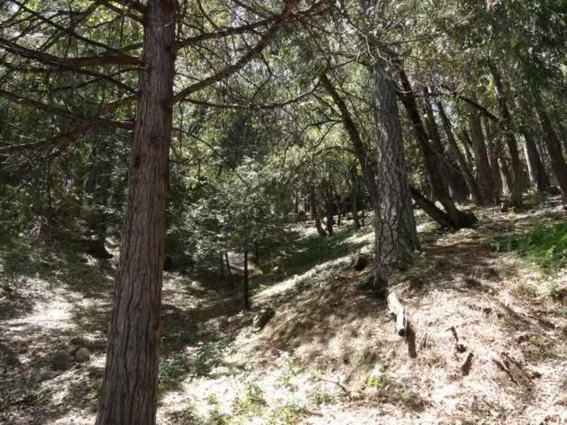356 SNOWBERRY CT, MURPHYS, CA 95247 Single Family Residence Fo.