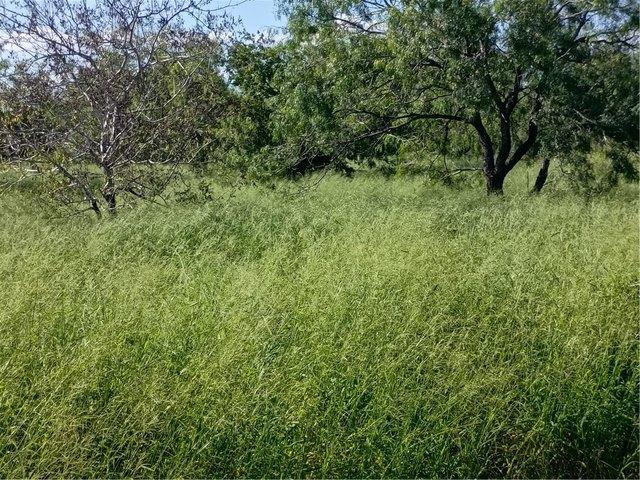 364 Deer Meadows Dr Lot 24, Alice, TX 78332