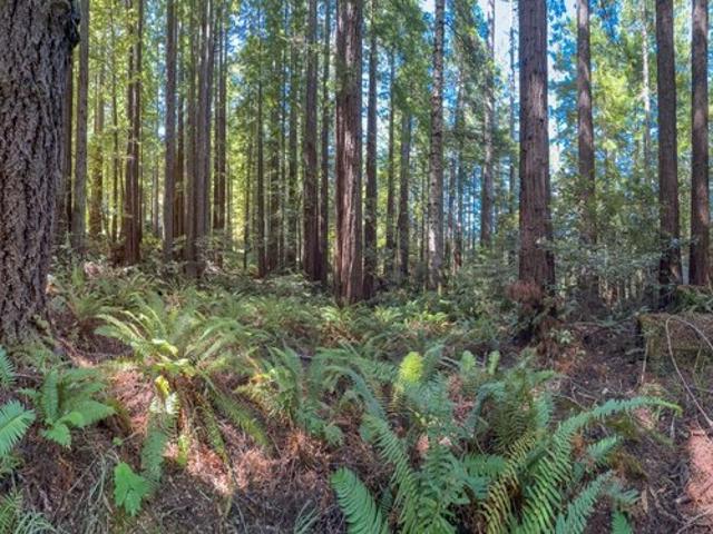 36505 Deep Woods Dr, The Sea Ranch, CA 95497