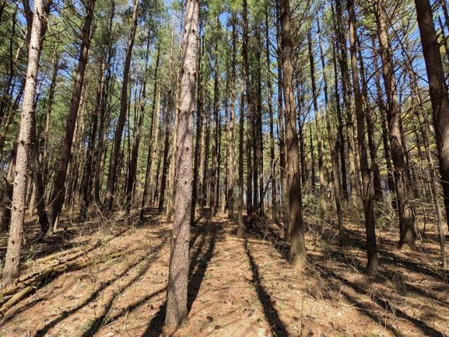 3665 arivaca drive