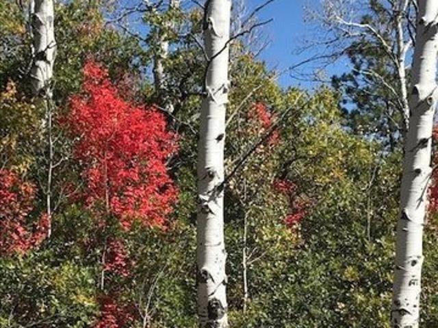 369 Whispering Pines Rd, Kolob, UT 84767