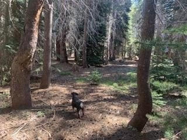 3 N Redtop Rd, Bass Lake, CA 93604
