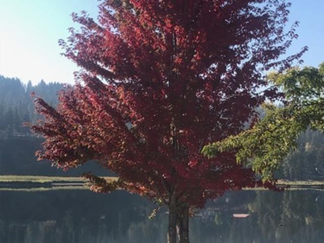 3 BR, 2.5 BA Apartment 4449 Greenchain Loop, Unit 7, Coeur D'Alene, ID 83814