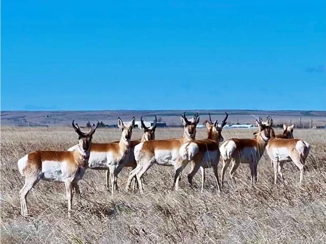 3 S County Road 185, Byers, CO 80103 | MLS #6766