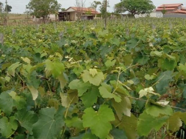 3.200 alqueire 3000 pés de uva,100 de pitaia, represa com peixe,casa 2 quarto,água da sabesp,excelen