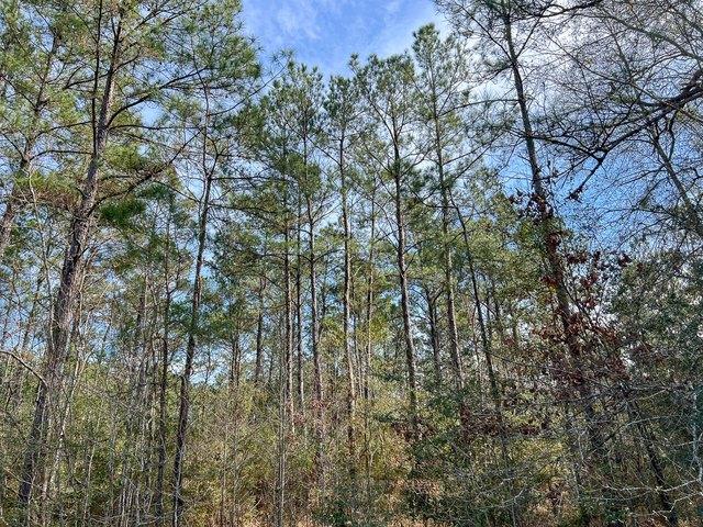 T2 Zavalla Rd, Mauriceville, TX 77626