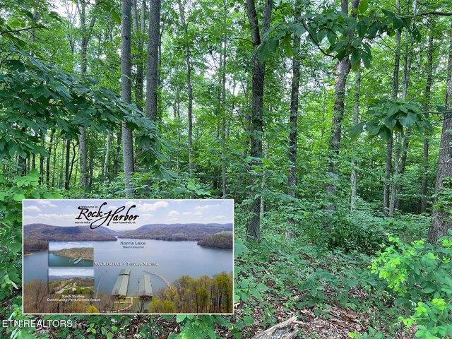 Tanzanite Trl Lot 240, New Tazewell, TN 37825