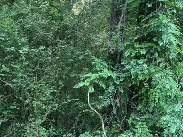 Tanglewood Ii Lot 36, Monticello, AR 71655