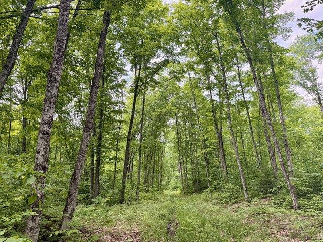 Tbd~160ac Mi 123, Newberry, MI 49868