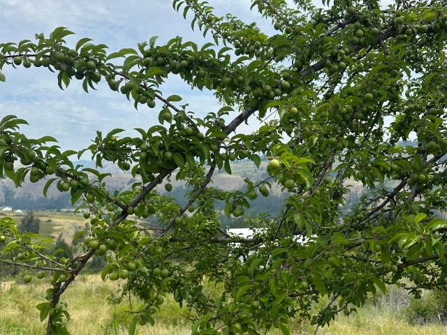 TBD Canyon Dr