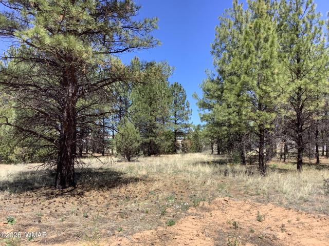 TBD Cedar Bark Trail