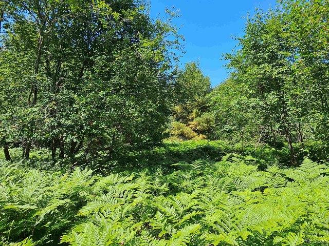 Tbd Applewood Dr Parcel M16, Houghton, MI 49931