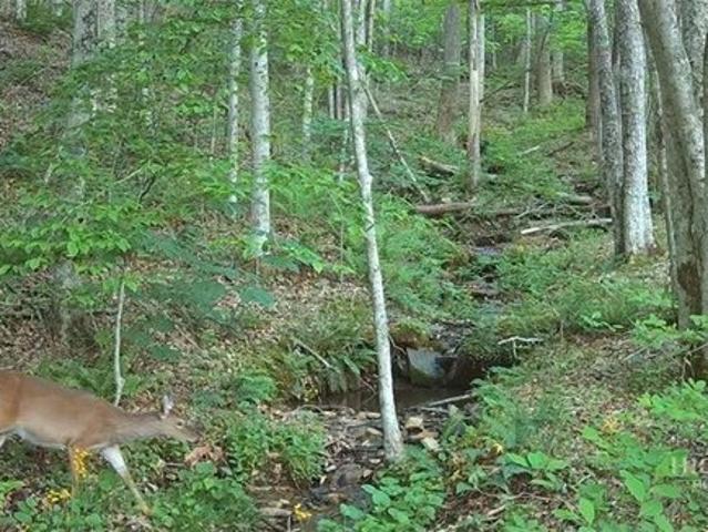 Tbd Arborway Dr Lot 8, Todd, NC 28684
