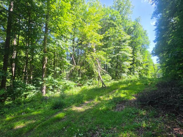 Tbd Forest Road