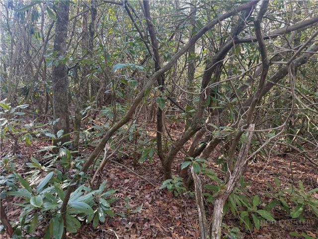 TBD Huckleberry Knob Lane