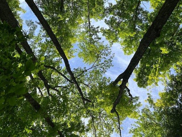 Tbd Off The Hazel Rd, Twin Lake, Plot For Sale