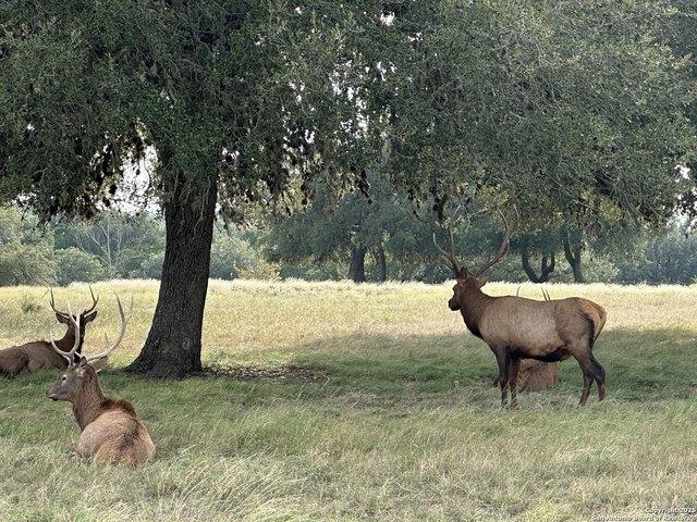 Tbd Lot 42 Blackbuck, Pipe Creek, TX 78063